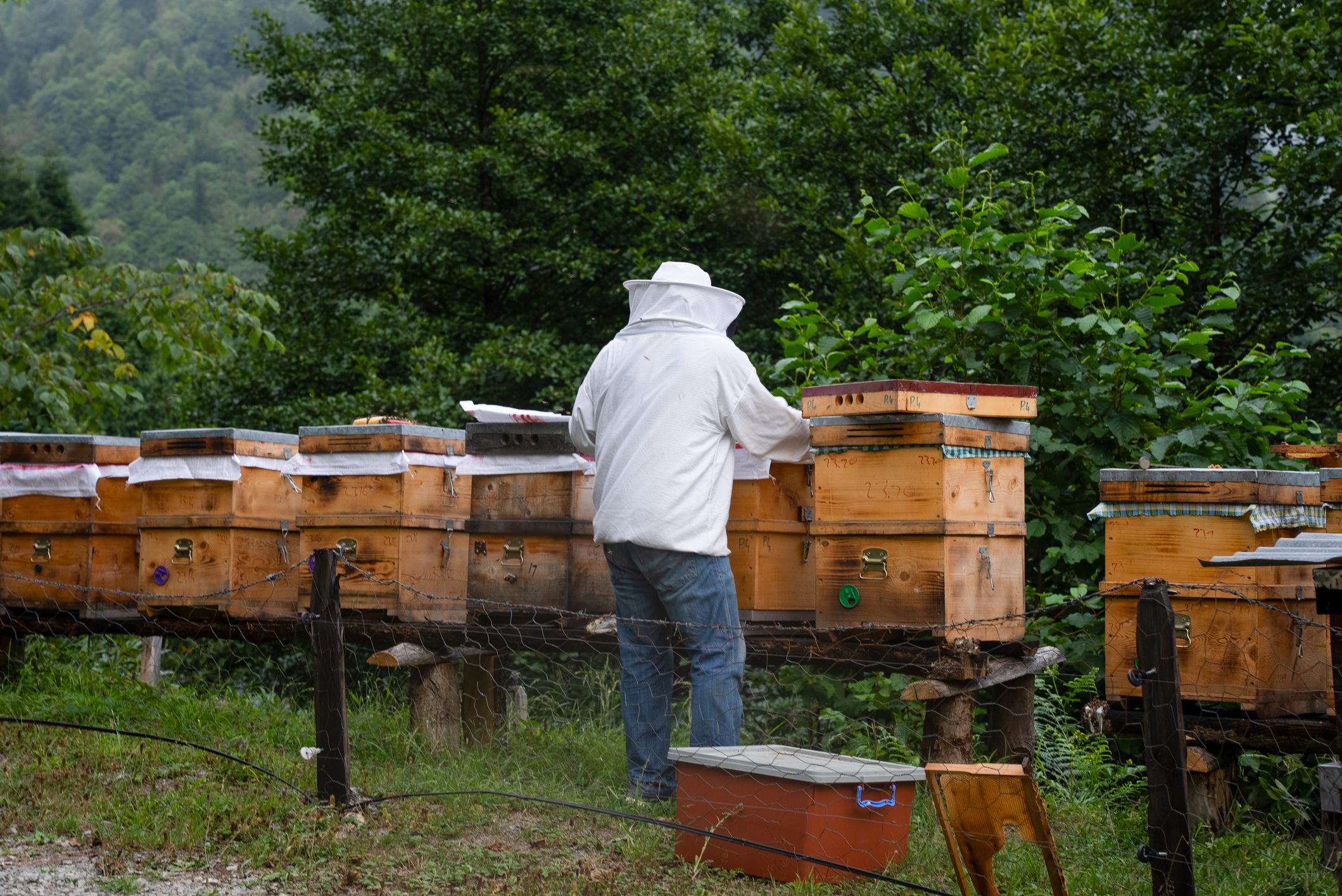 Bee Genetics Consultation - Honey Bee Insemination Service